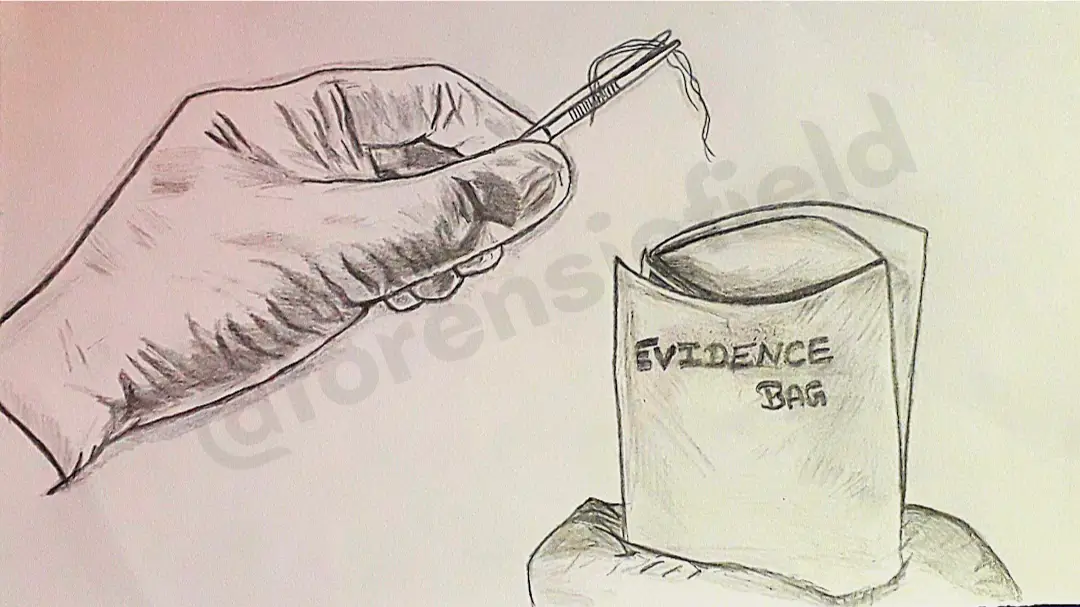 Hair (As an associate Evidence) - Forensic's blog