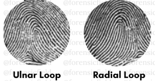 Types Of Fingerprint Patterns Forensic S Blog