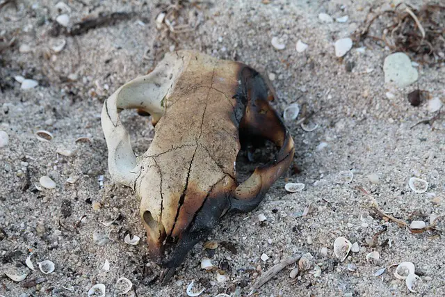 Burned Bones as Important Forensic Evidence: A Review - Forensic's blog